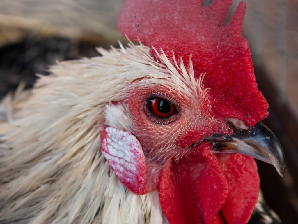 Poultry Cognition—Are Chickens Smart? - Backyard Poultry